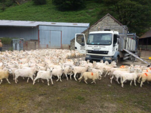 Easy Sheep Dipping – Mobile sheep dipping covering England and Wales.