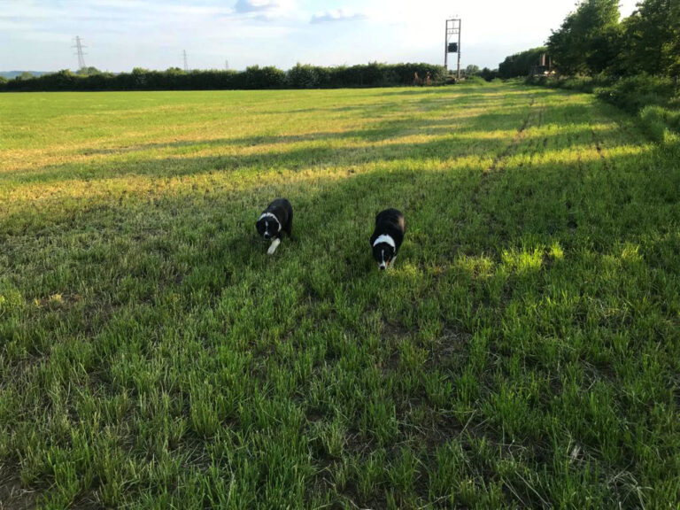 Easy Sheep Dipping – Mobile sheep dipping covering England and Wales.